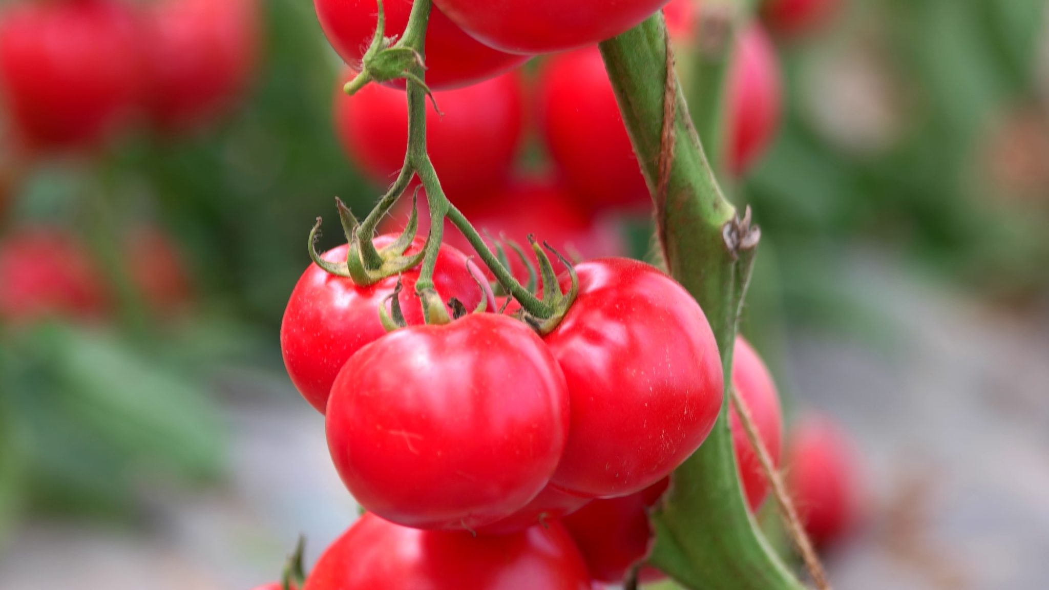 Wholesale Tomatoes in 2025| One Source Food Solutions