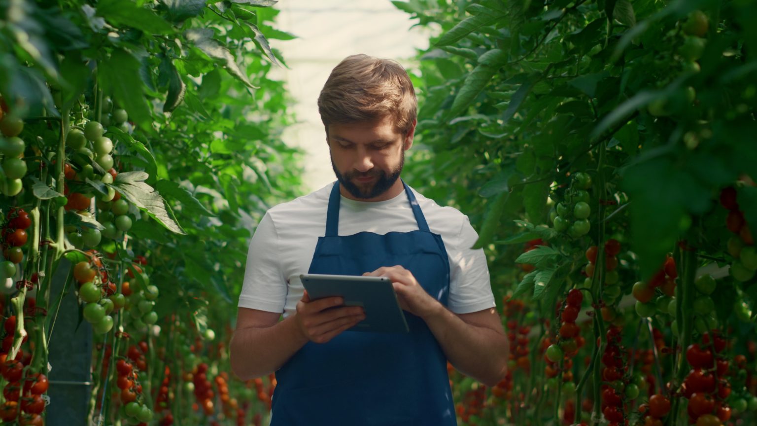 Bulk Tomatoes Need Documentation | One Source Food Solutions